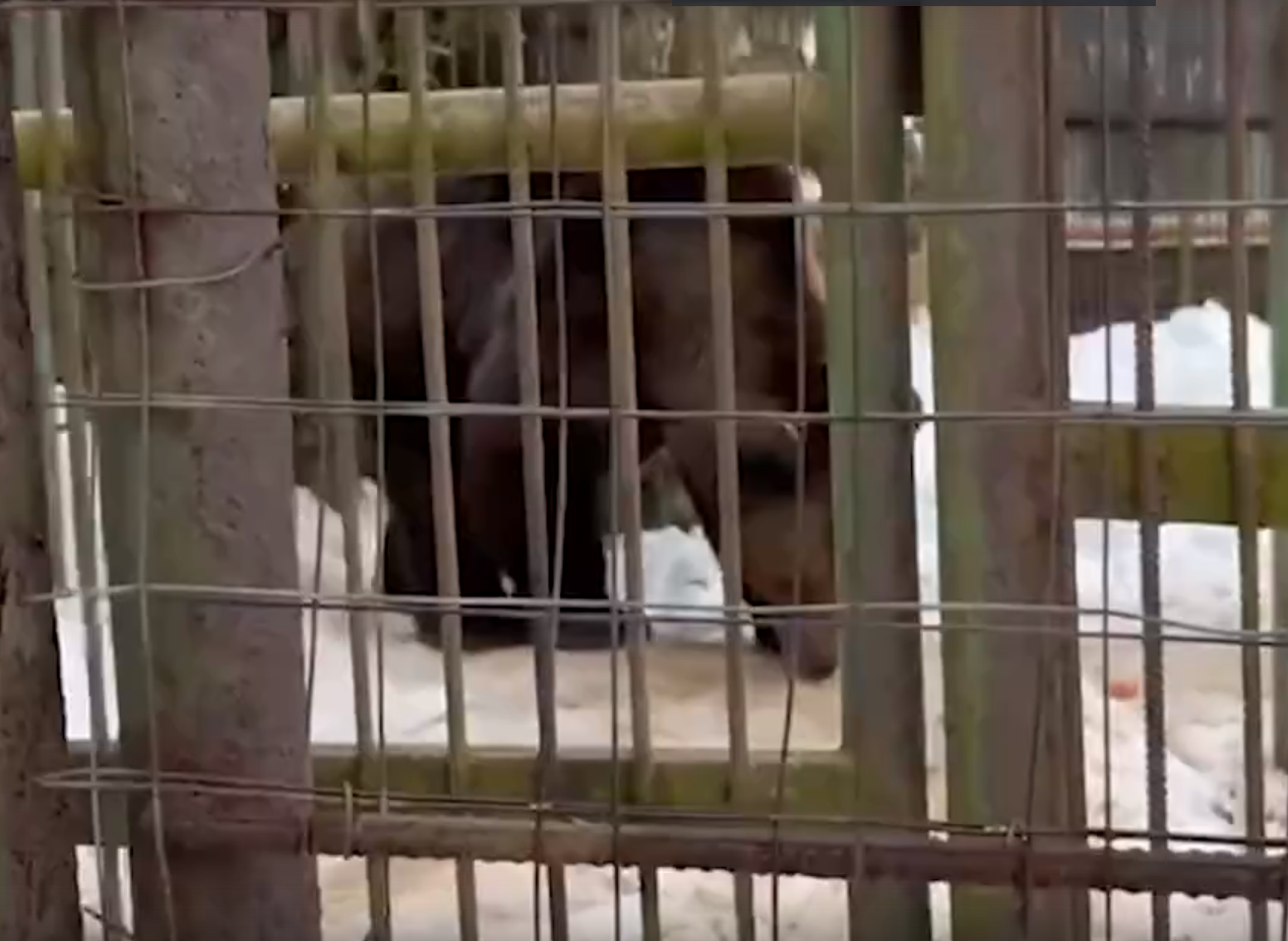 В смоленском минлесхозе рассказали, как содержали медведя из кафе ...